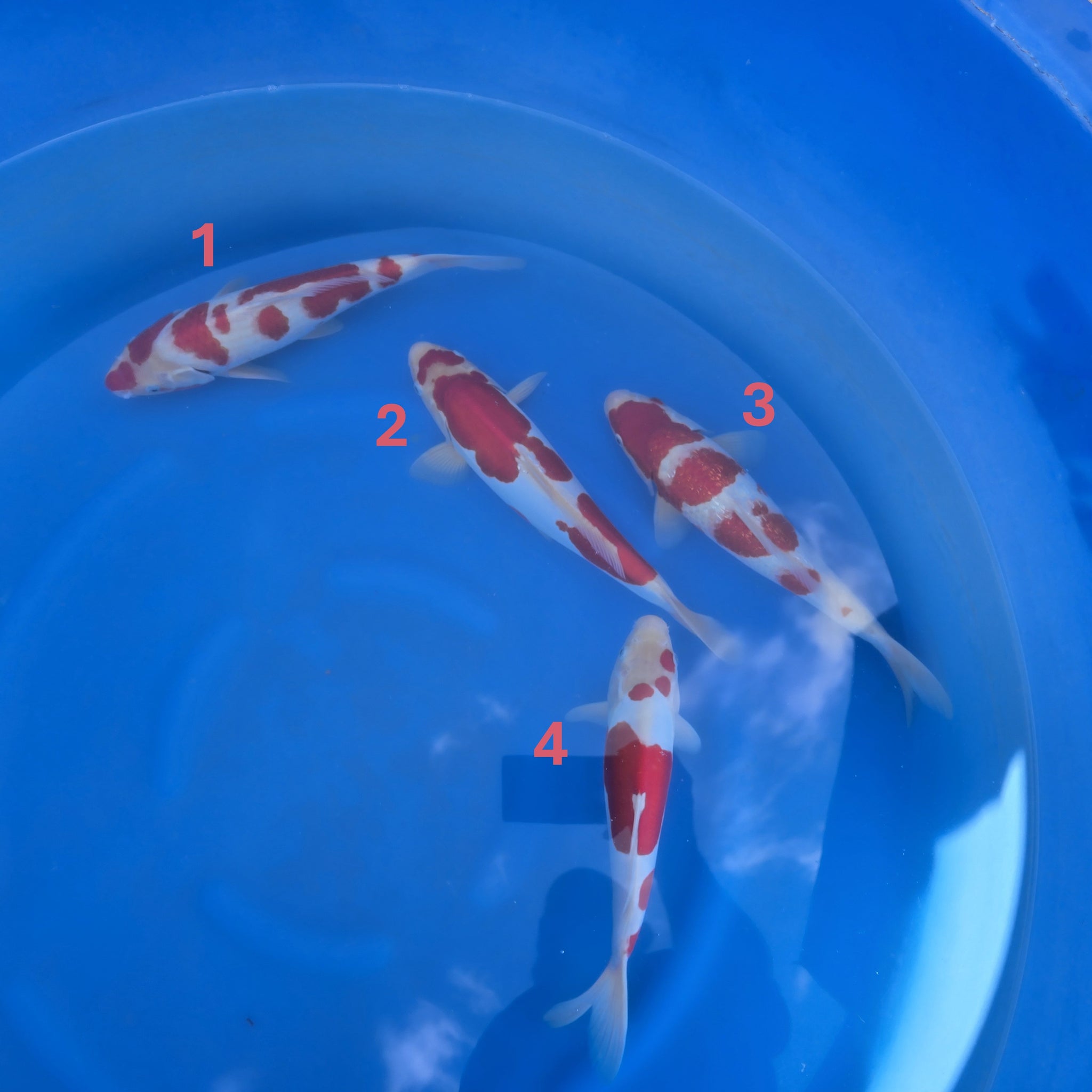 Kohaku (Red & White) Koi for Sale | Mystic Koi