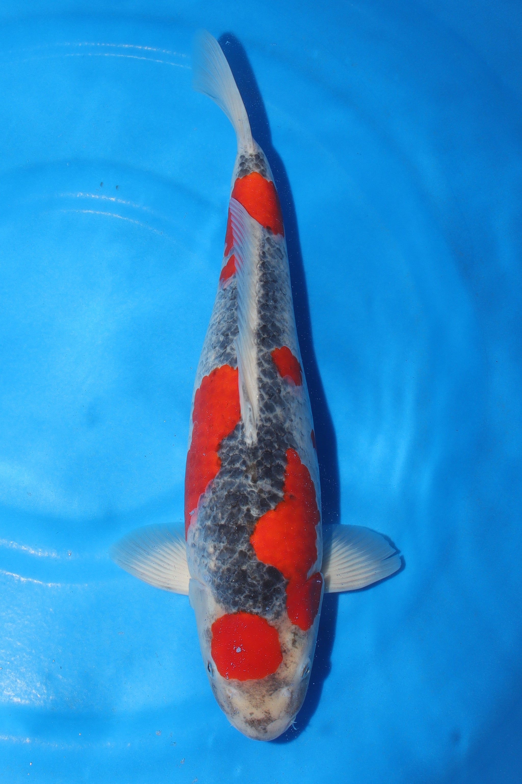 Goshiki (Five Colors) Koi 54cm (21") for Sale | Mystic Koi