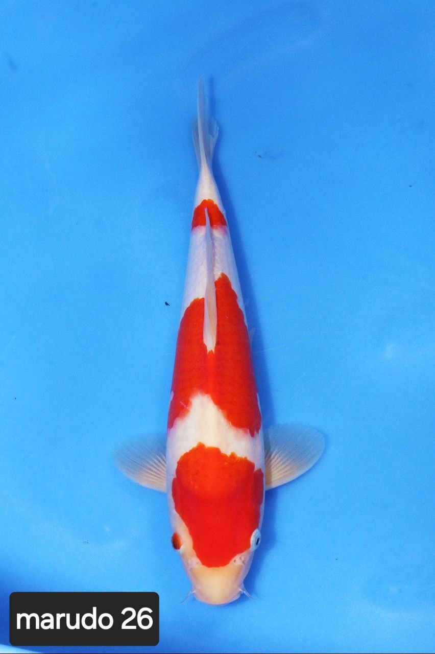 Mystic Koi & Water Gardens